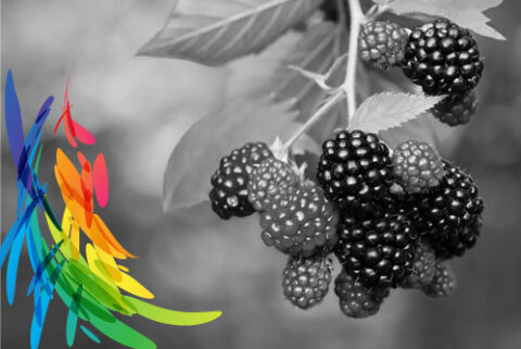 Traditional Teachings | The Kwek Society